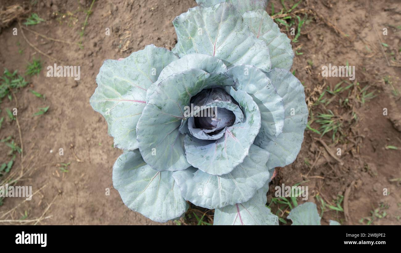 Green cabbage plant field hi-res stock photography and images - Alamy