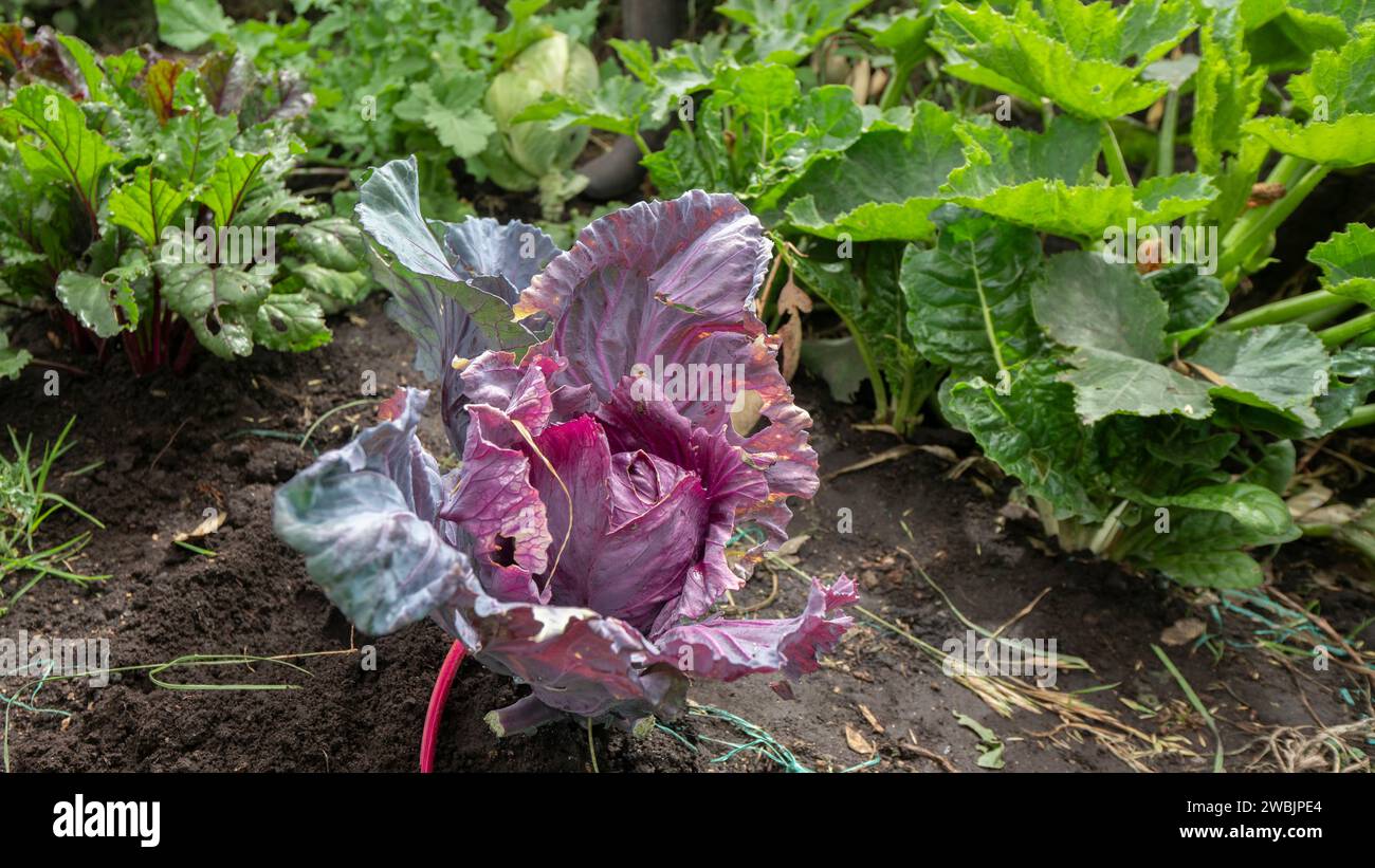 Close-up of purple cabbage plant surrounded by plants with green leaves ...