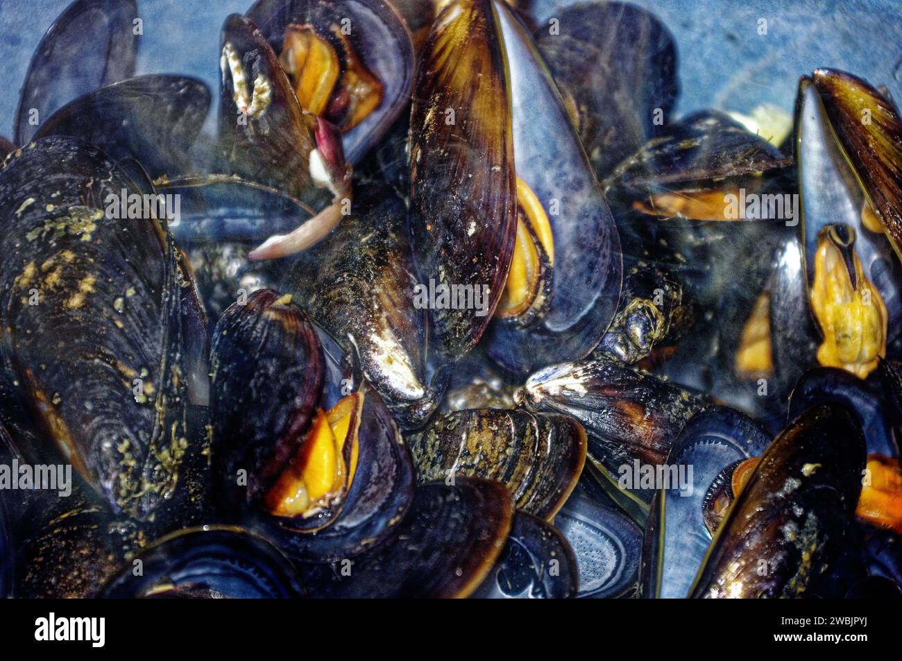 Mussels lemon in open hi-res stock photography and images - Alamy