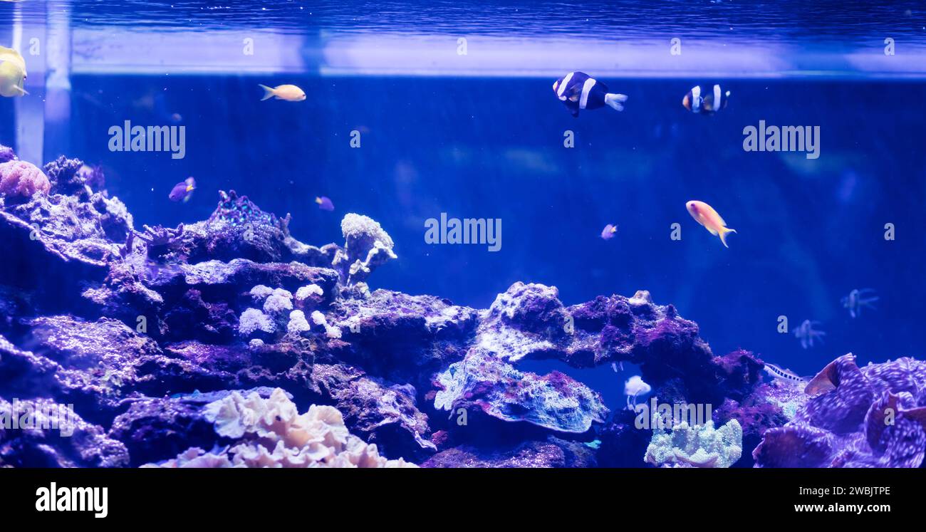 Colorful and vibrant aquarium life with coral reefs and fish Stock ...