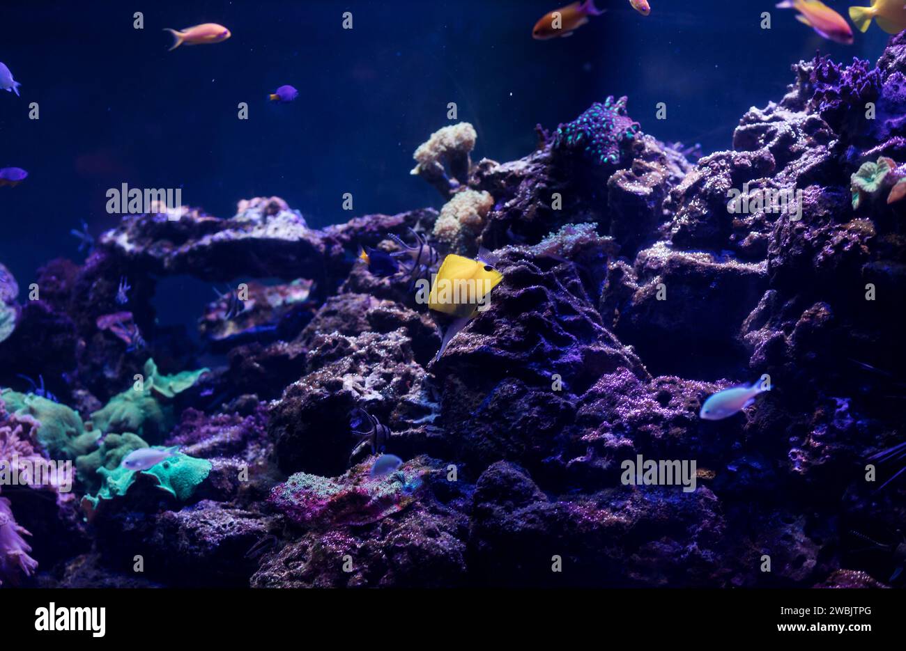 Amazing coral reef aquarium and beautiful fishes. aquatic habitat Stock ...