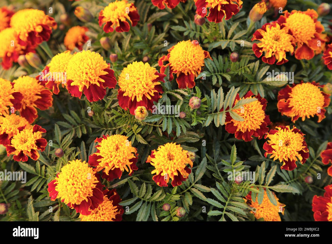 Red marigold hi-res stock photography and images - Alamy