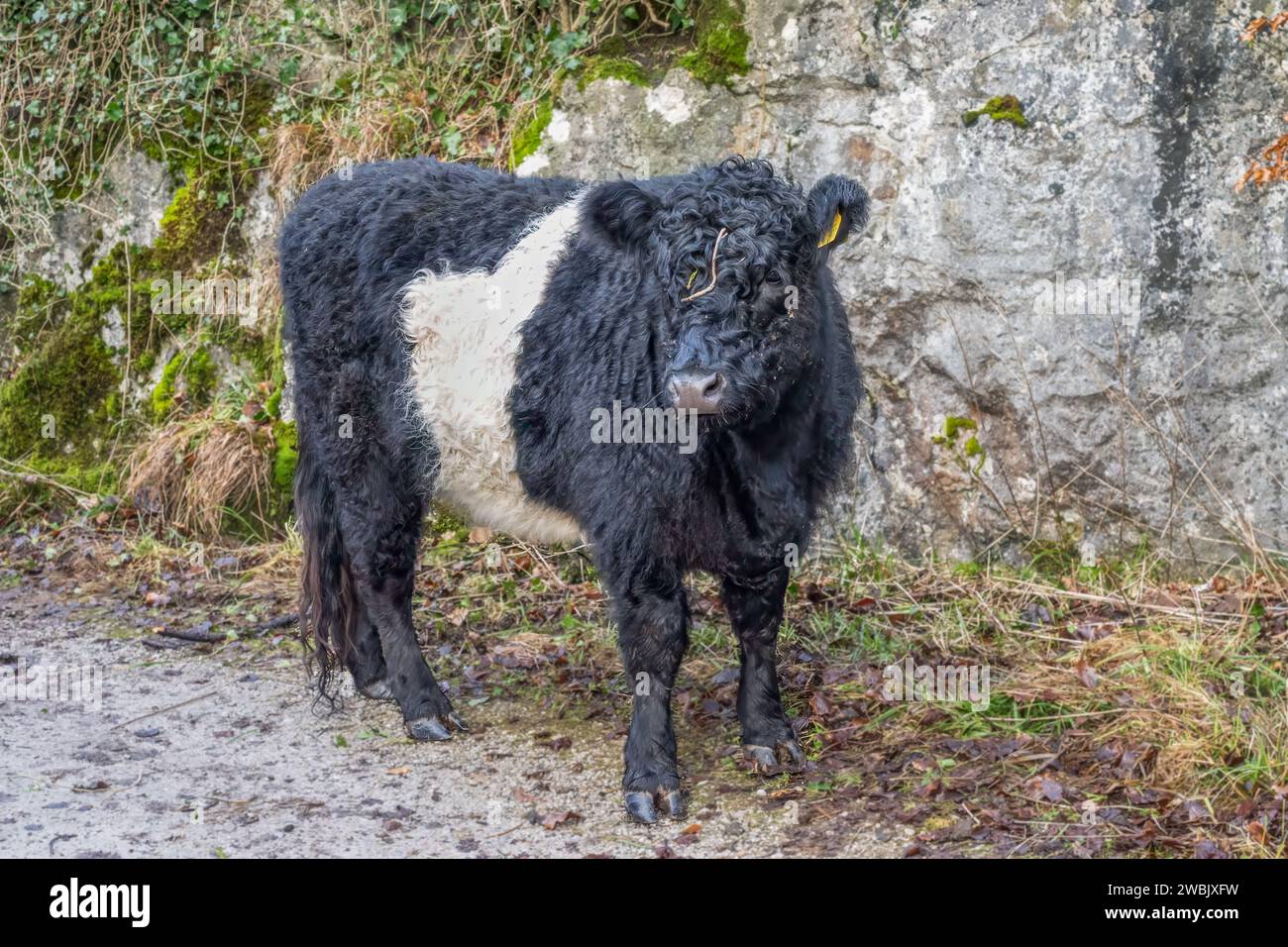 The Belted Galloway is a traditional Scottish breed of beef cattle. It ...