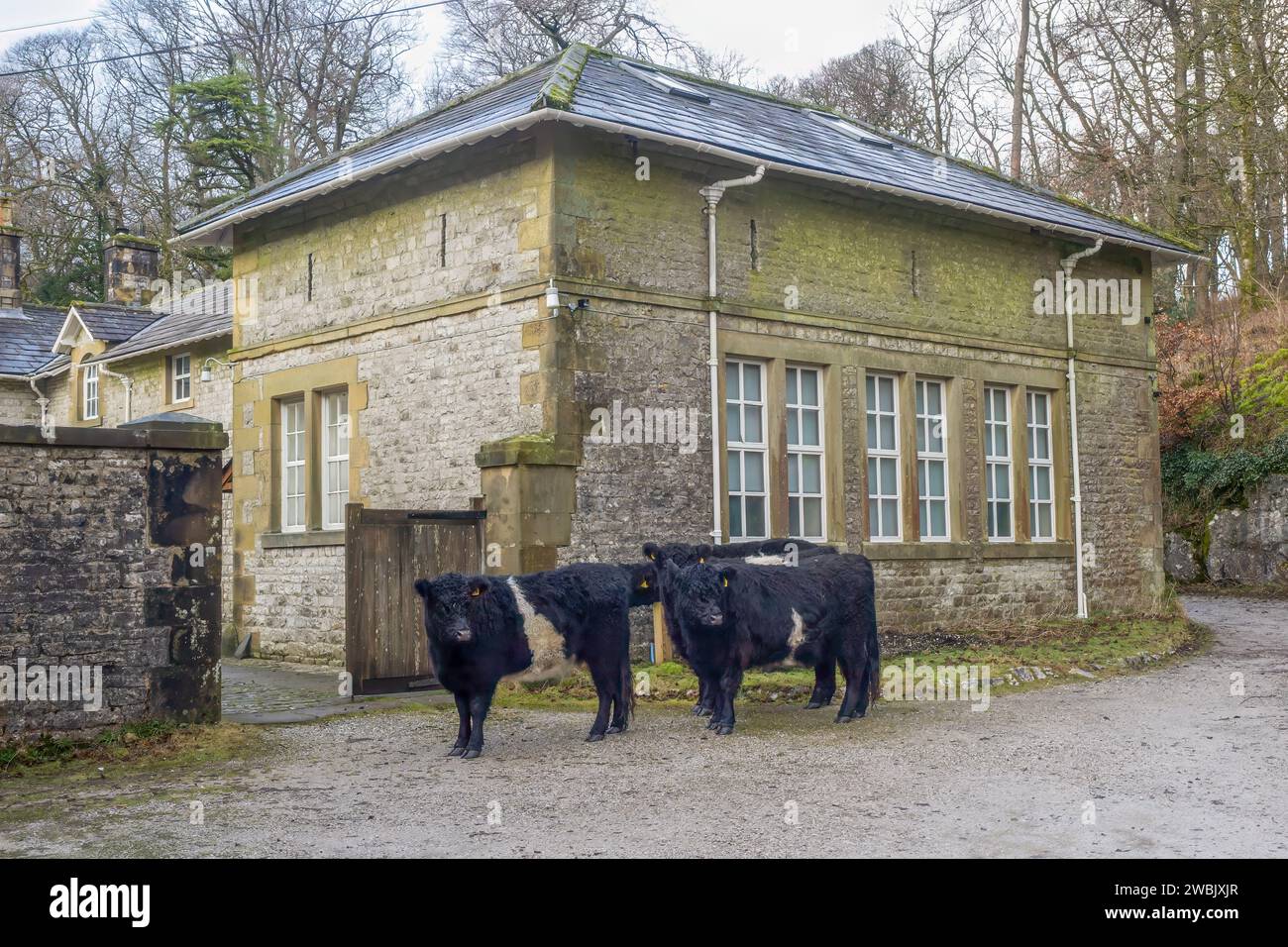 The Belted Galloway is a traditional Scottish breed of beef cattle. It ...