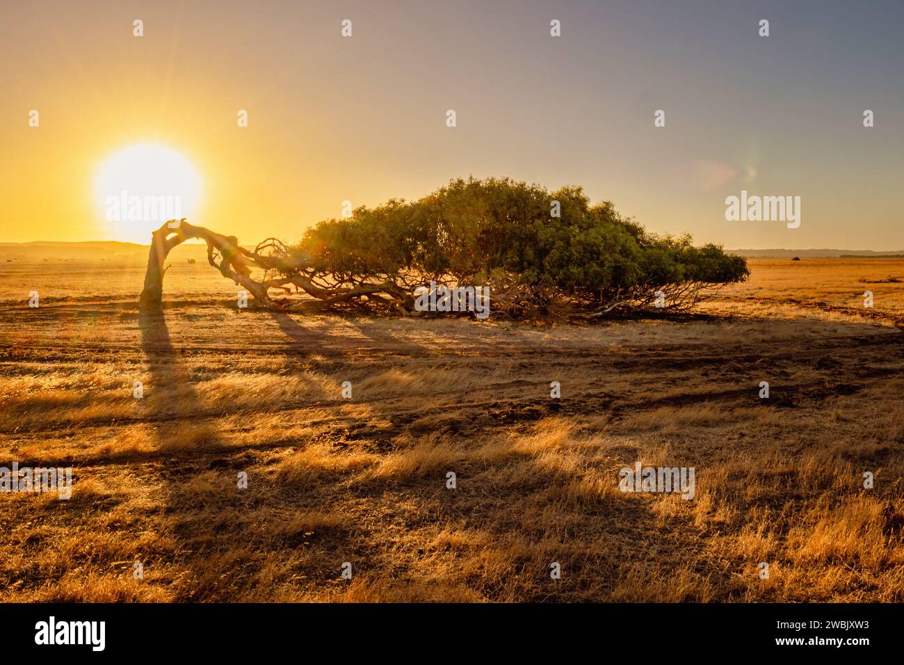 A breathtaking sunset casting a leaning tree in Western Australia Stock ...