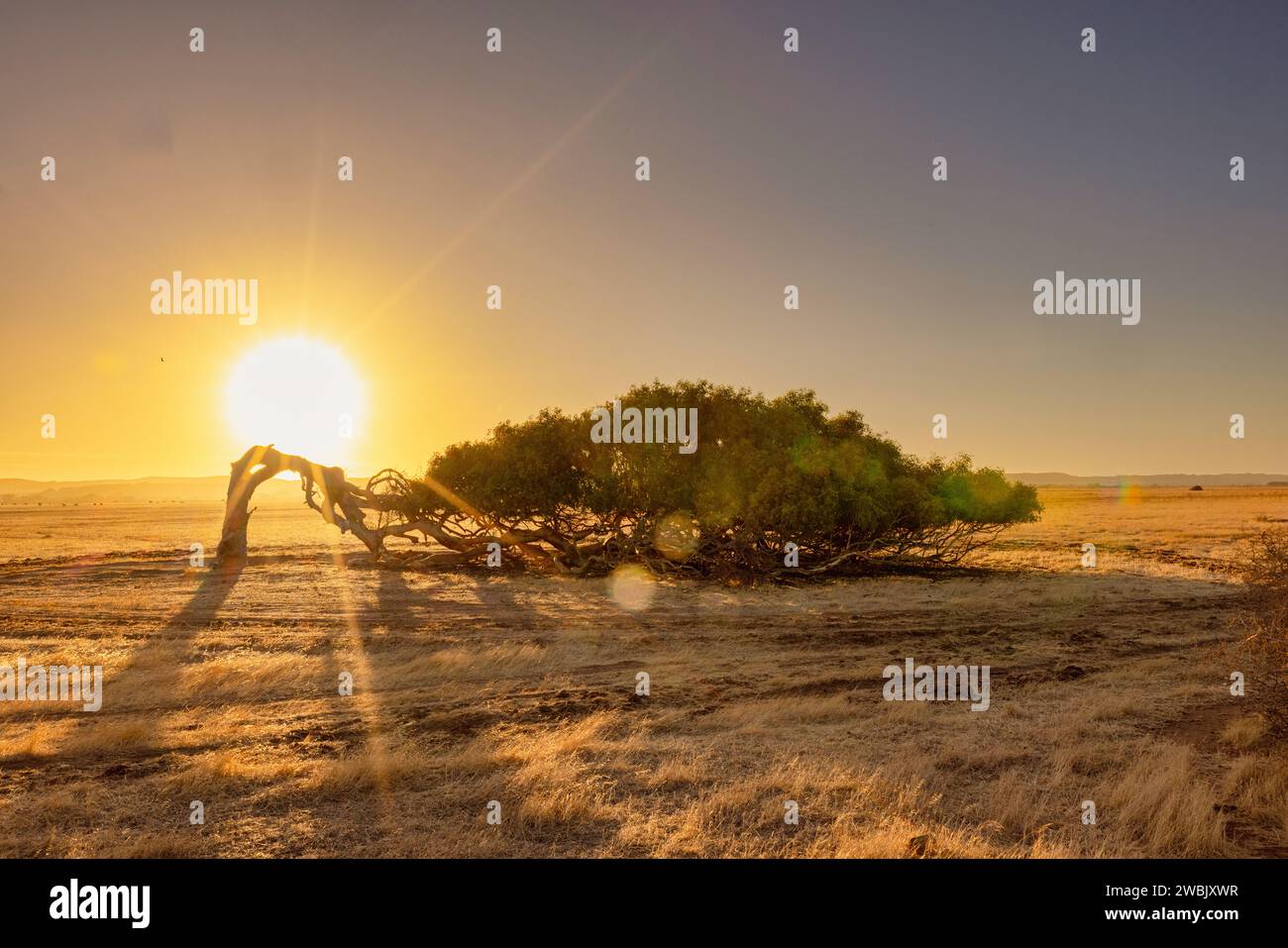 Leaning tree hi-res stock photography and images - Alamy