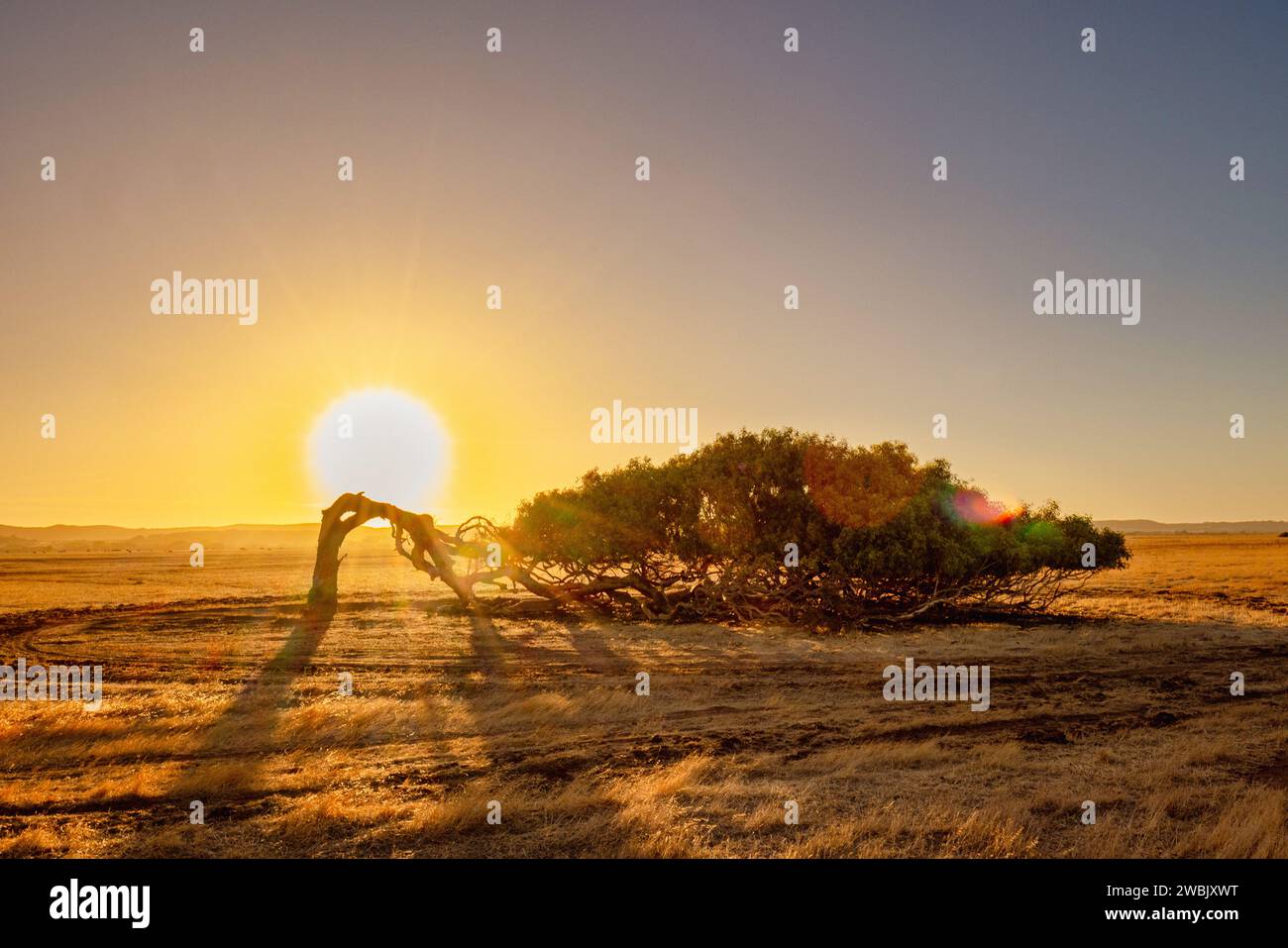 Leaning tree hi-res stock photography and images - Alamy