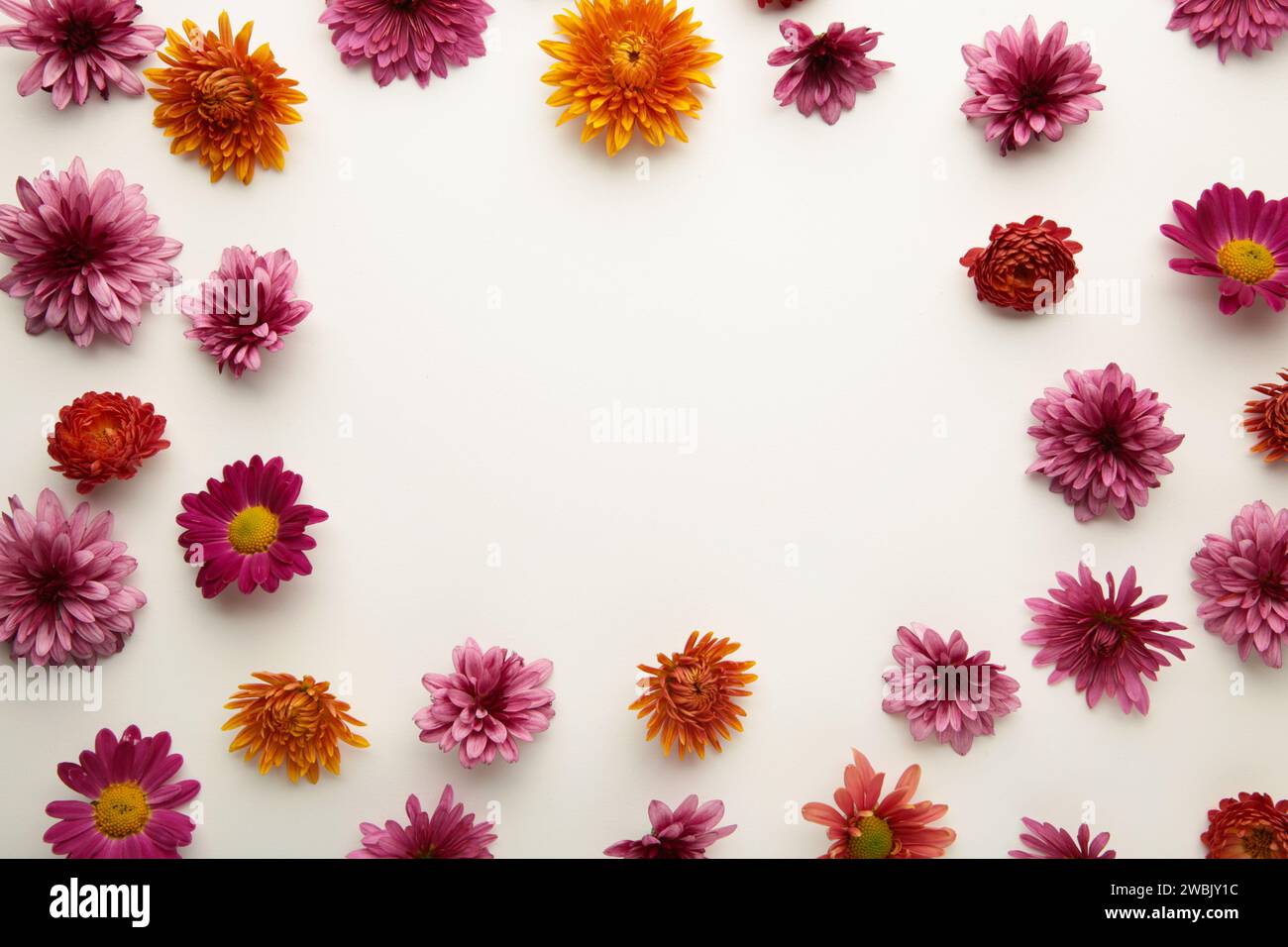 Pink flowers on white paper background. Flower composition Stock Photo ...