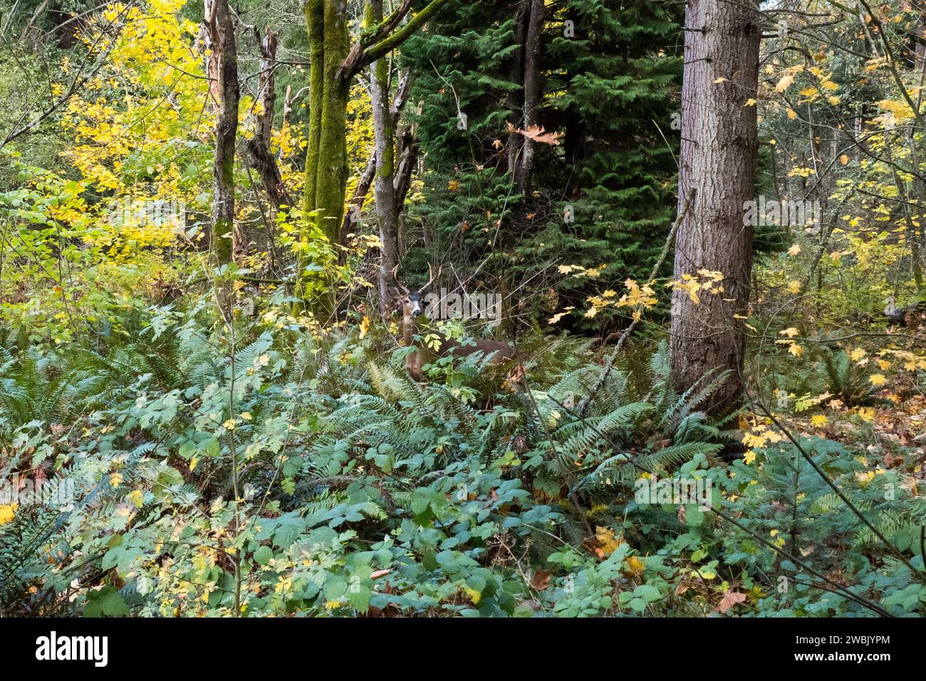 WIldlife in Discovery park in Seattle Stock Photo - Alamy