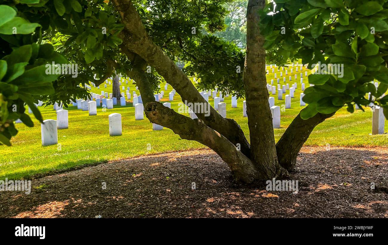 Tree on a sunny day with huge rows of white marble tombstones at ...