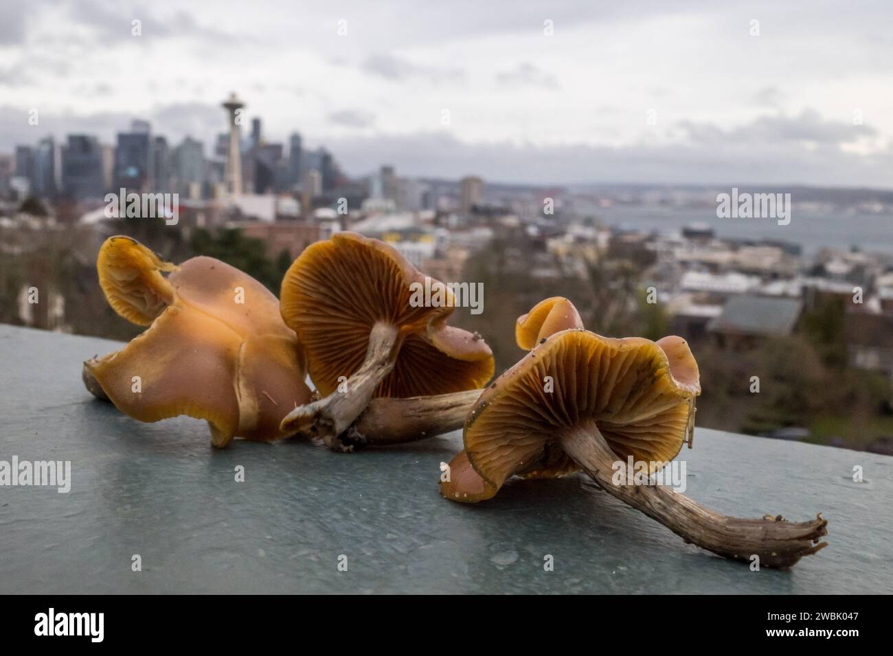 Psilocybe Cyanescens Magic Mushrooms and the Seattle Sykyline Stock ...