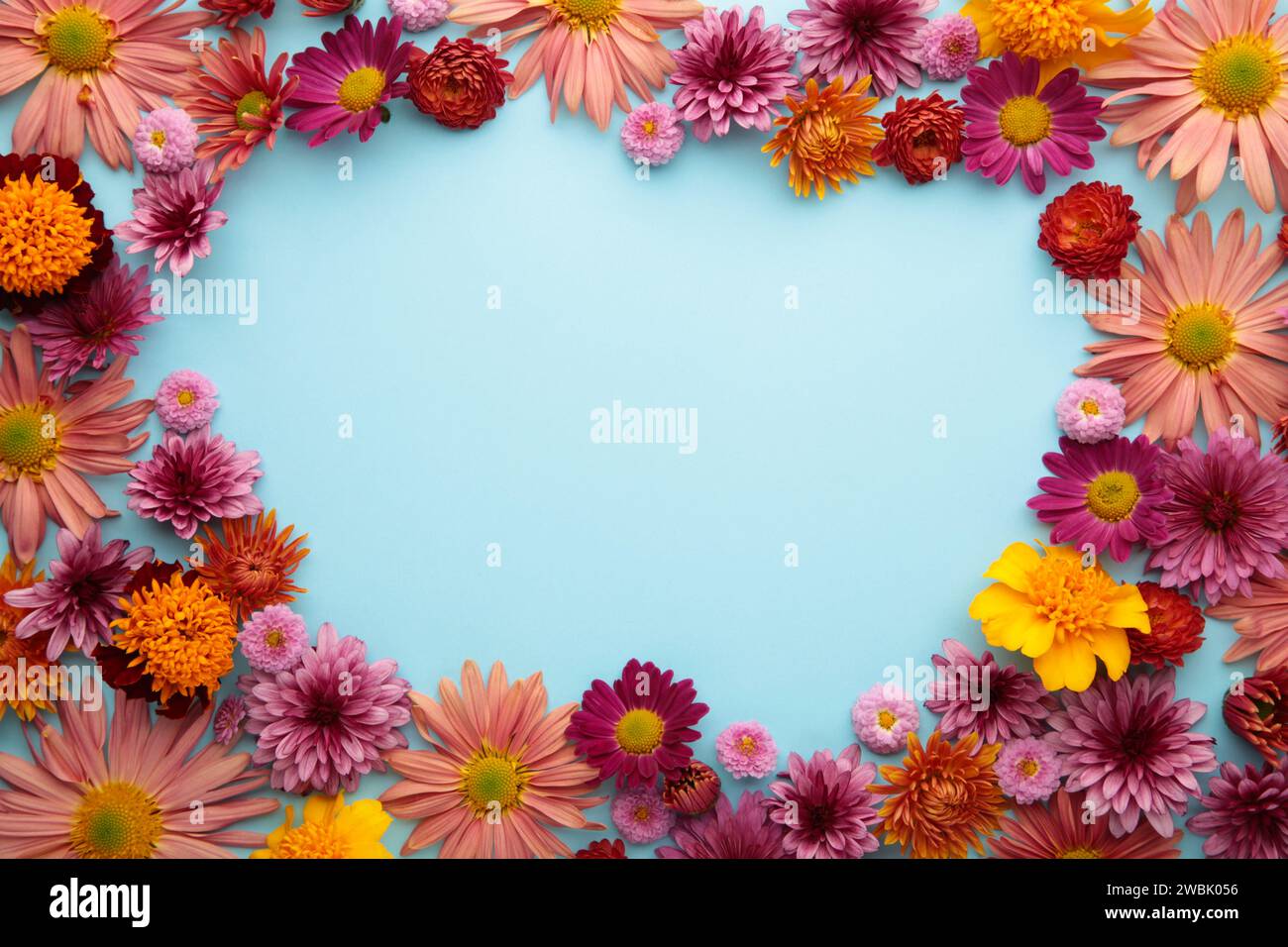 Pink flowers on blue paper background. Flower composition Stock Photo ...