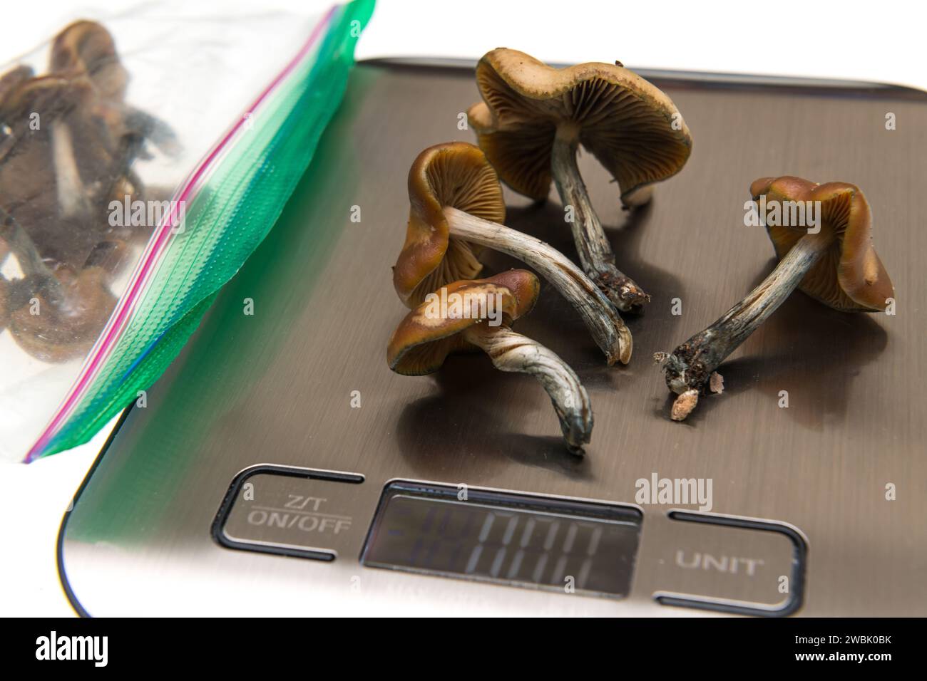 Psilocybe Cyanescens Magic Mushrooms and a scale Stock Photo - Alamy