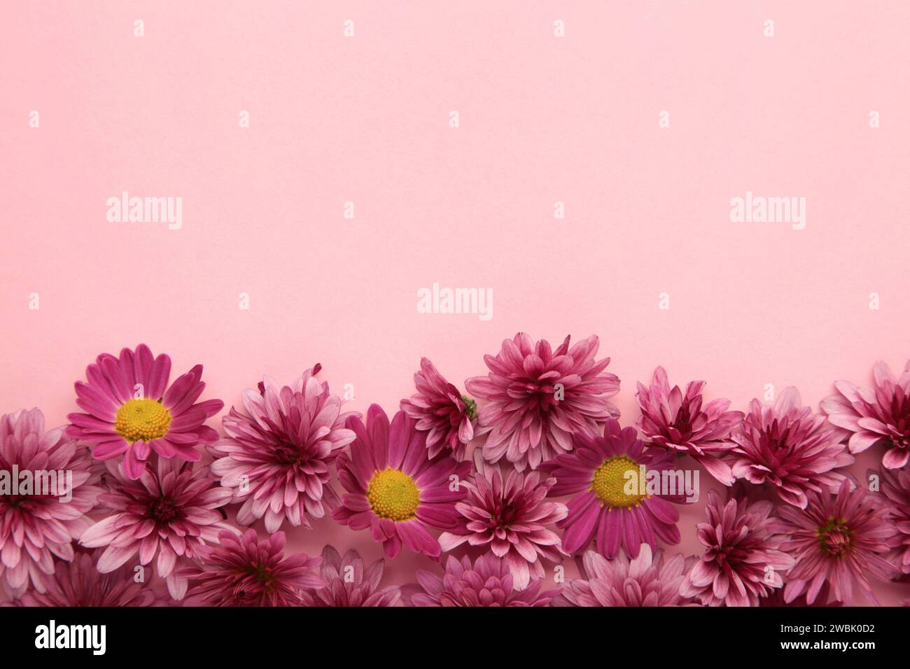 Purple flowers on pink background. Flower composition Stock Photo - Alamy