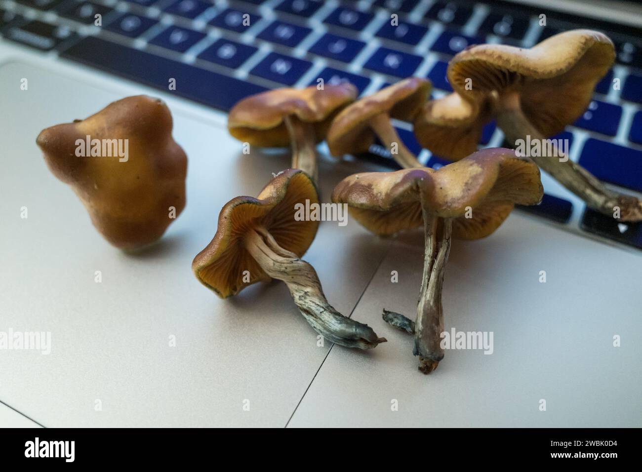 Psilocybe Cyanescens Magic Mushroom microdose concept Stock Photo - Alamy