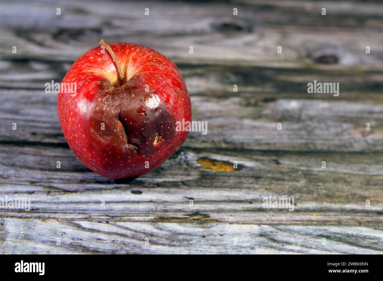 An apple fruit with mold, mould is one of the structures that certain ...