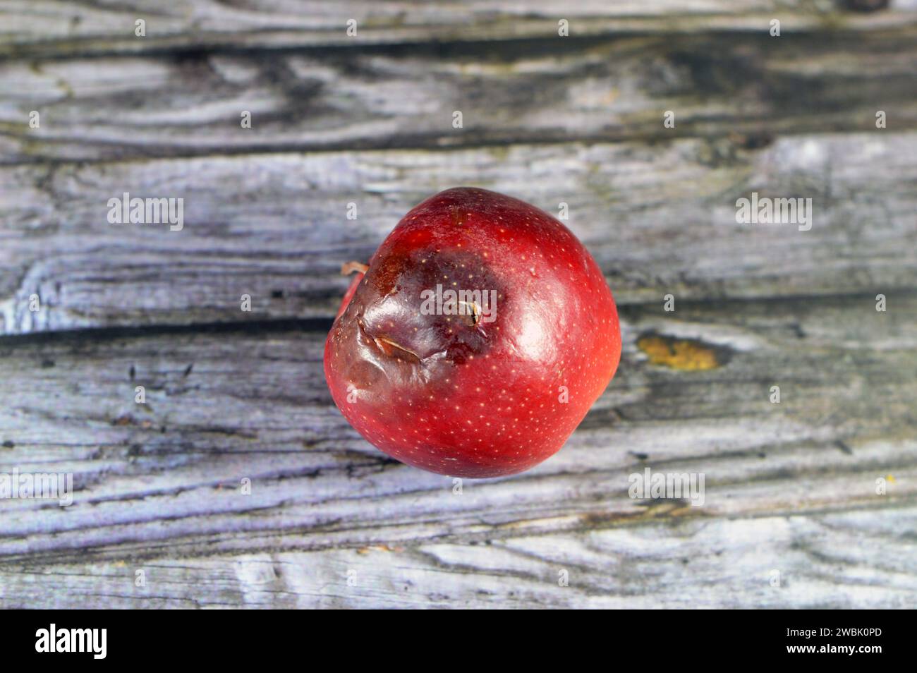 An apple fruit with mold, mould is one of the structures that certain ...