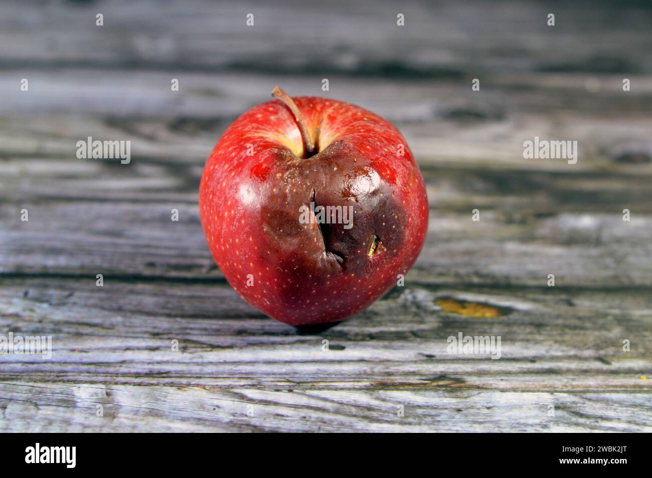 An apple fruit with mold, mould is one of the structures that certain ...
