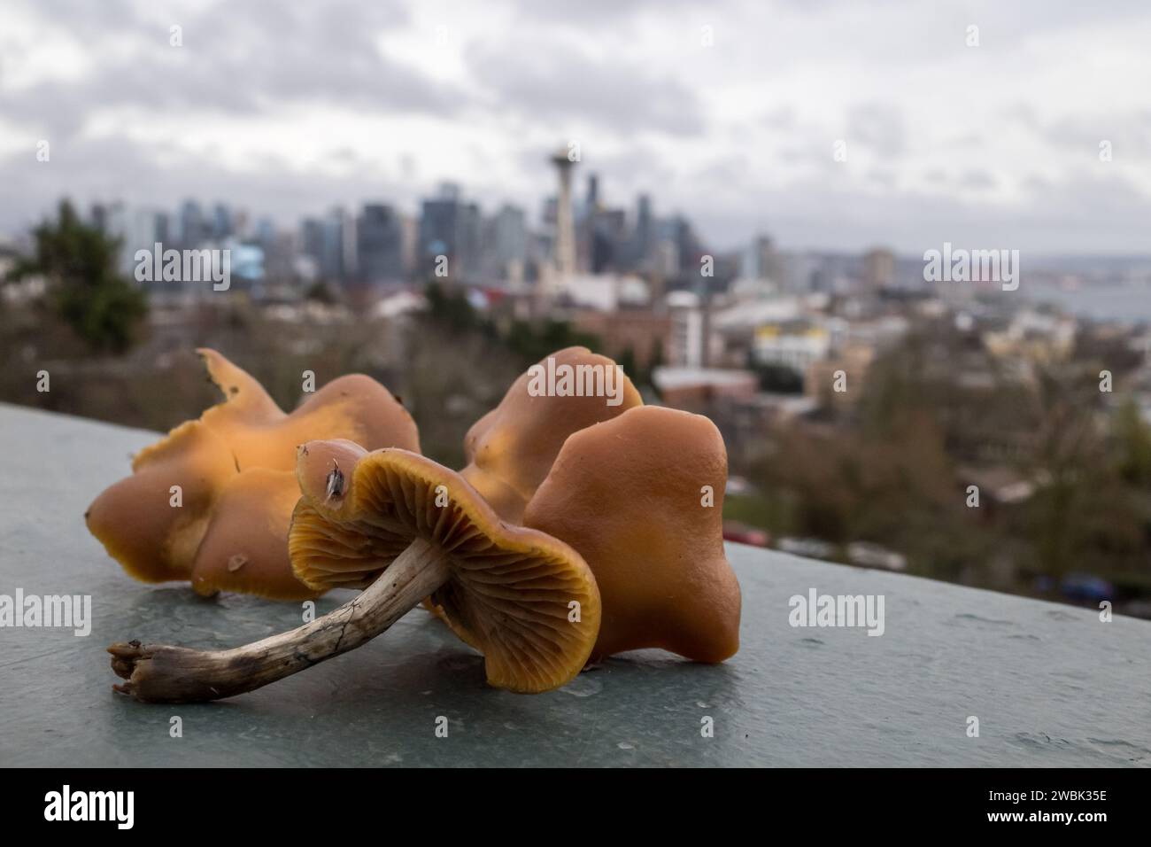 Psilocybe Cyanescens Magic Mushrooms and the Seattle Sykyline Stock ...