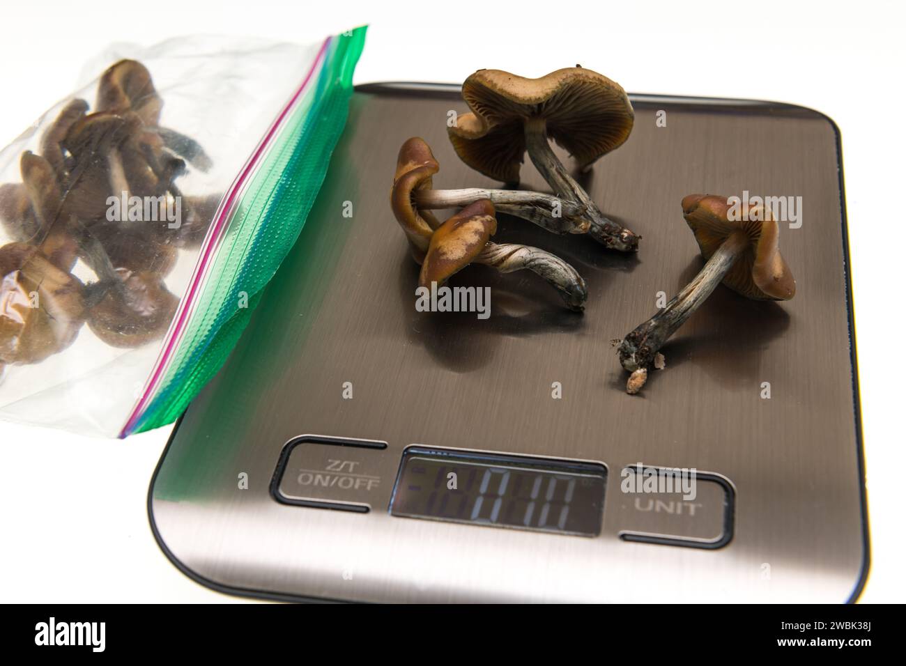 Psilocybe Cyanescens Magic Mushrooms and a scale Stock Photo - Alamy