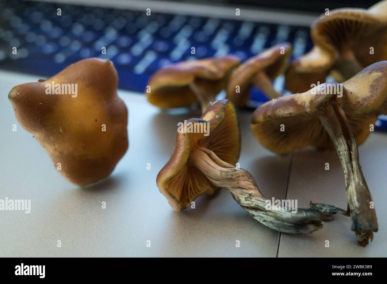 Psilocybe Cyanescens Magic Mushroom microdose concept Stock Photo - Alamy
