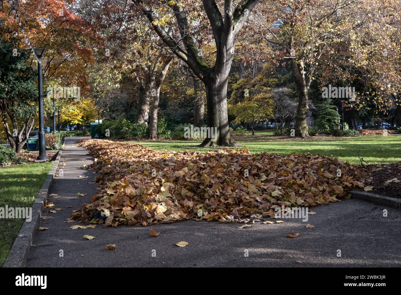 Seattle, USA. 21 Nov 2023. Seattle Denny Park in the Fall Stock Photo ...