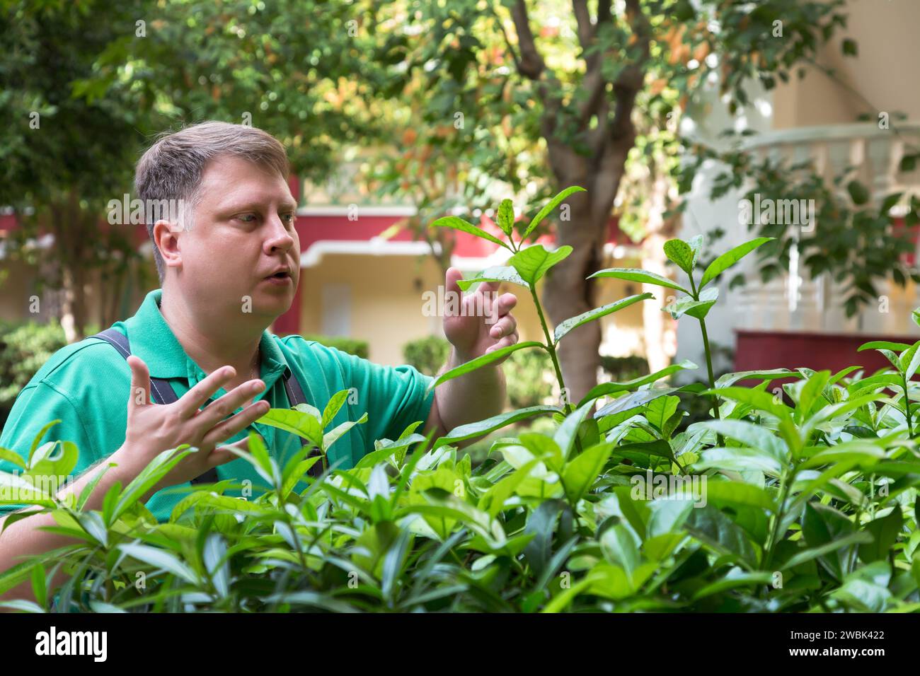 A gardener was horrified to discover moth and aphid insects on plant ...