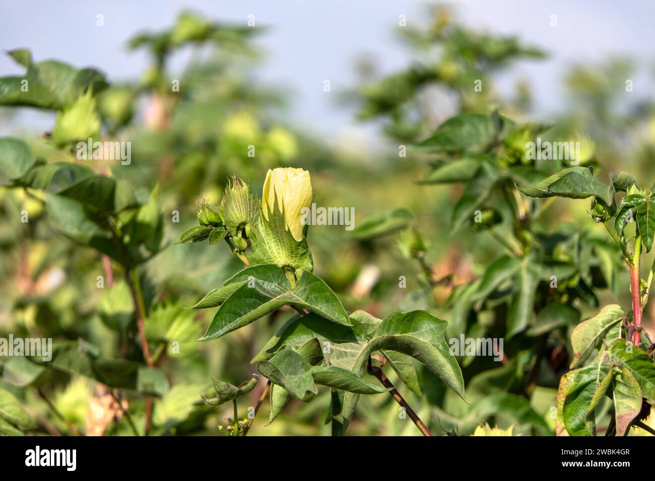 Delicate cotton flower closeup among green foliage. Israel Stock Photo ...