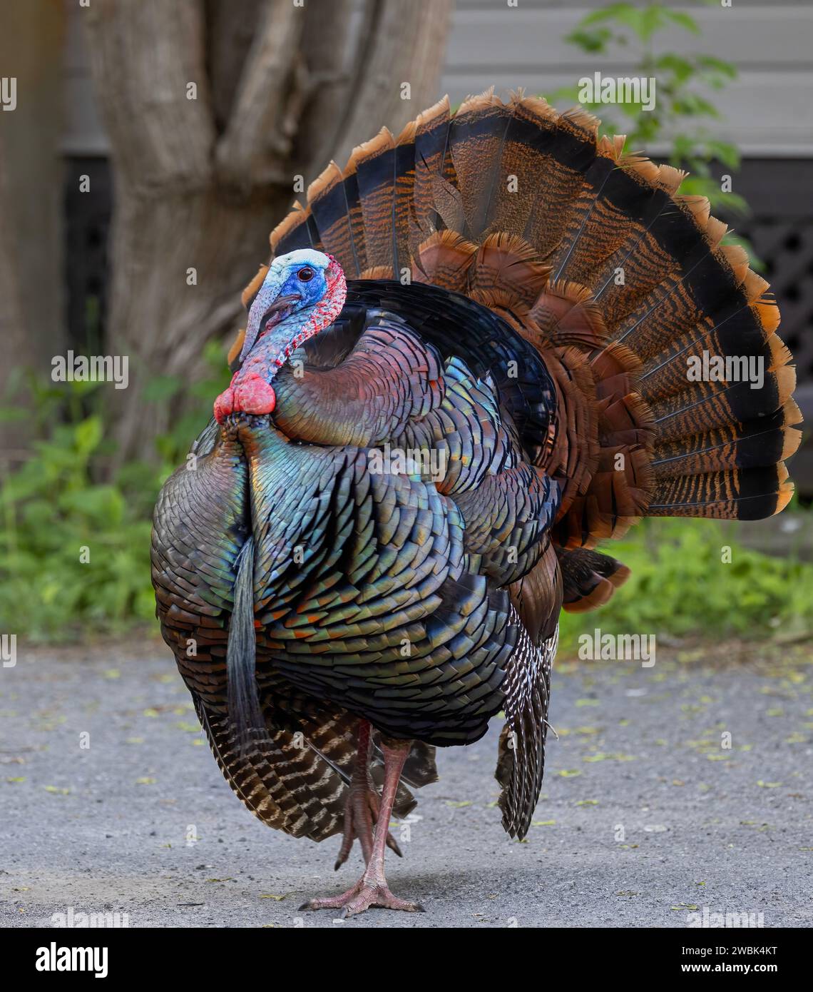 Urban wild turkey strutting down a driveway showing off it’s beautiful ...