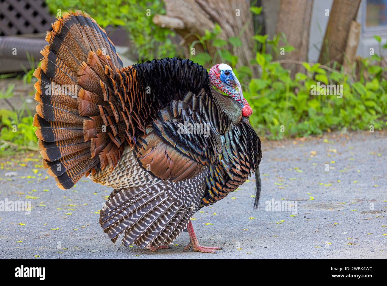 Urban wild turkey strutting down a driveway showing off it’s beautiful ...