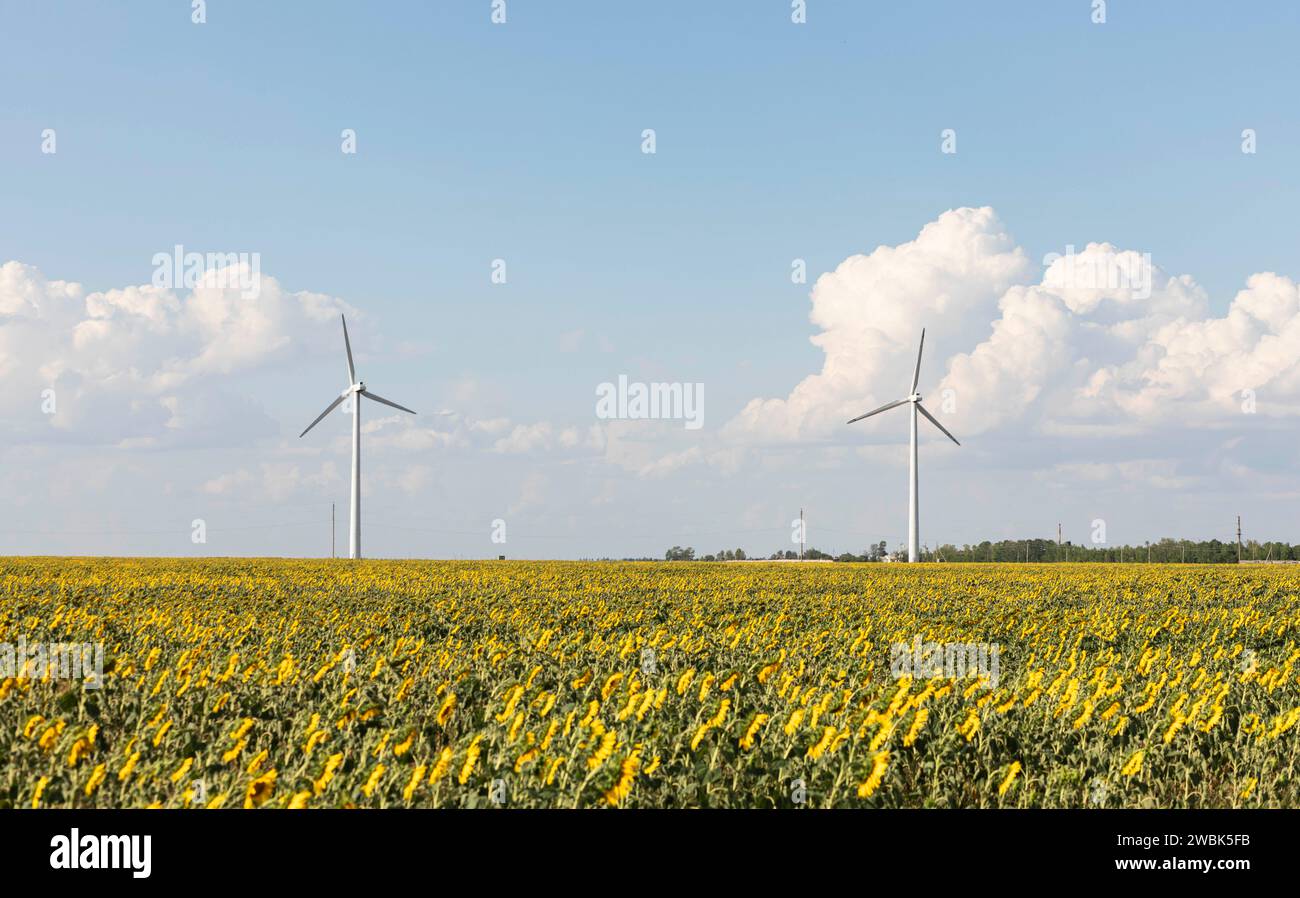 Panoramic over beautiful meadow field farm landscape with sunflowers ...