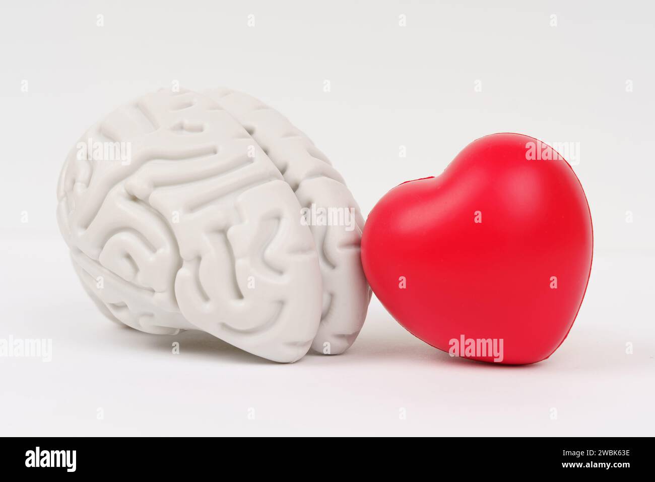 On a white background, a model of the brain and a red heart. Idea of ...