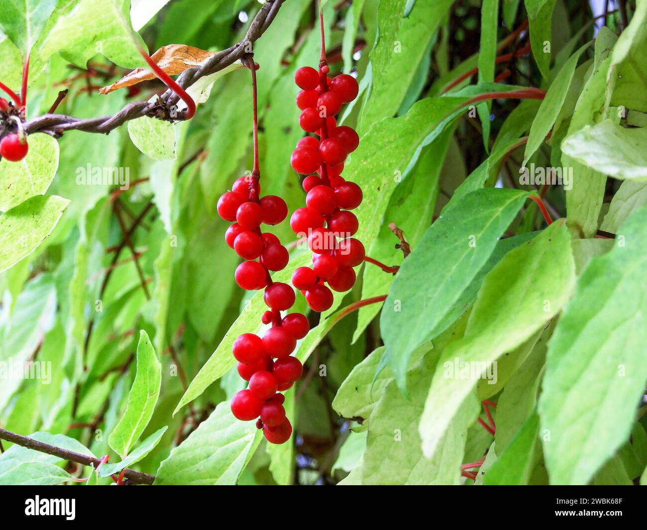 Chinese Magnolia vine, Schisandra chinensis. Branch berries lemongrass ...