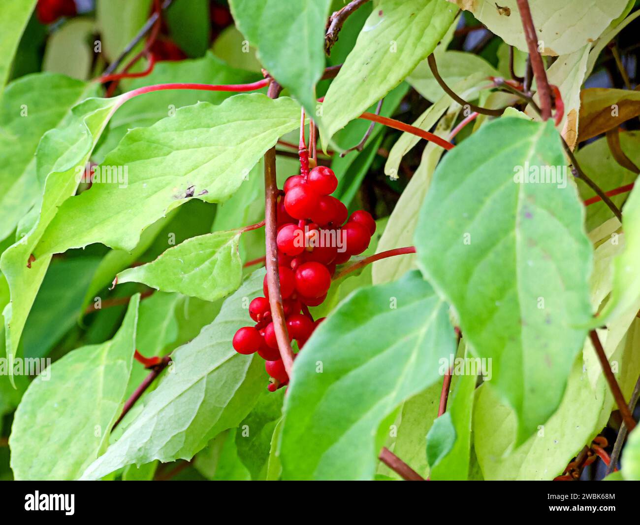 Chinese Magnolia vine, Schisandra chinensis. Branch berries lemongrass ...