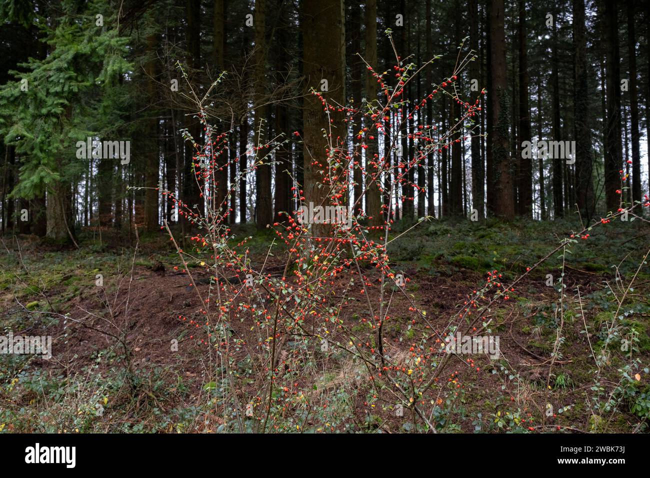 Woodland landscape in the Forest Of Dean on 30th December 2023 in ...