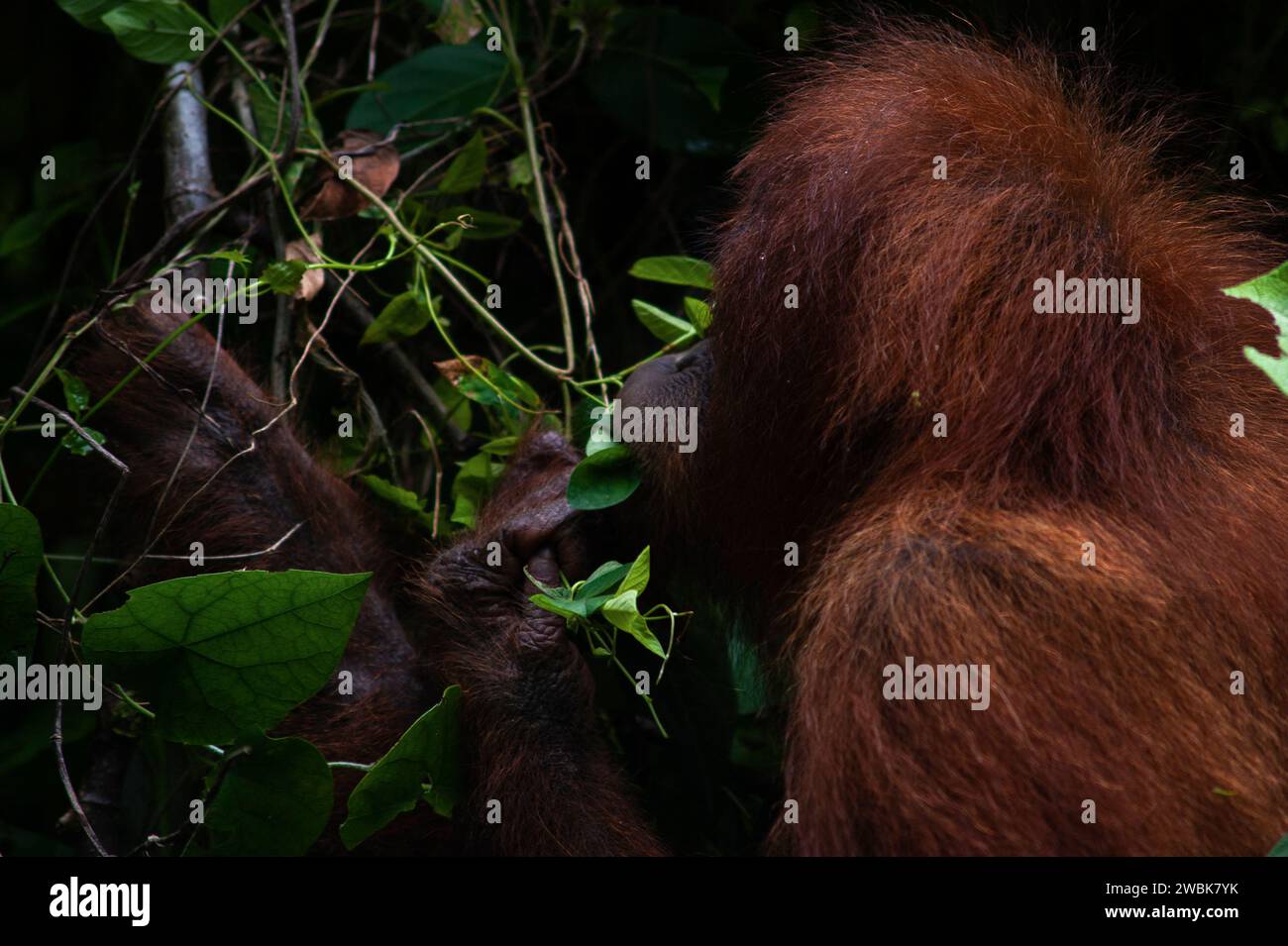 A Sumatran Orangutan while following their instincts reminds their-self ...