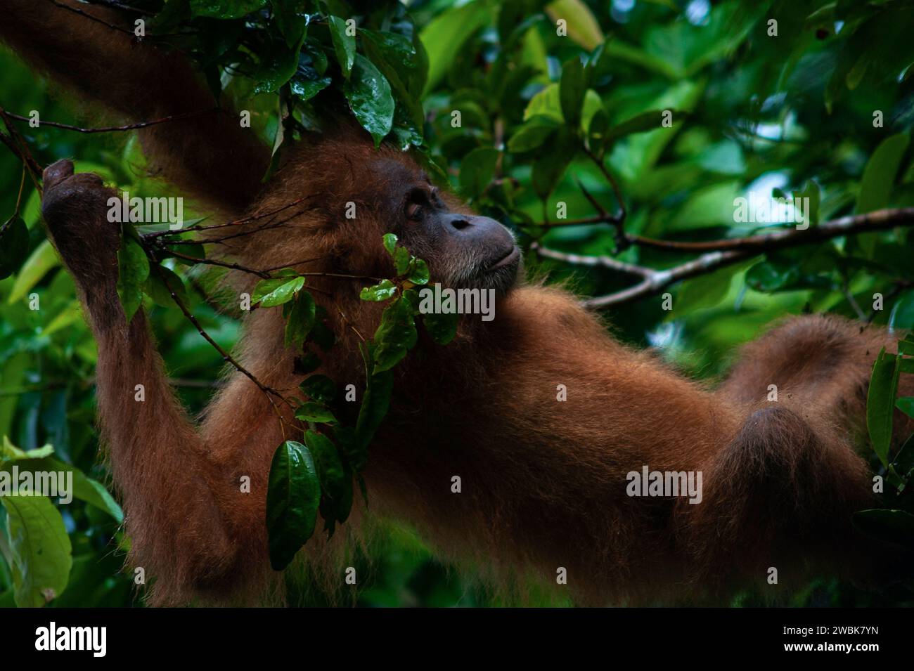 A Sumatran Orangutan while following their instincts reminds their-self ...