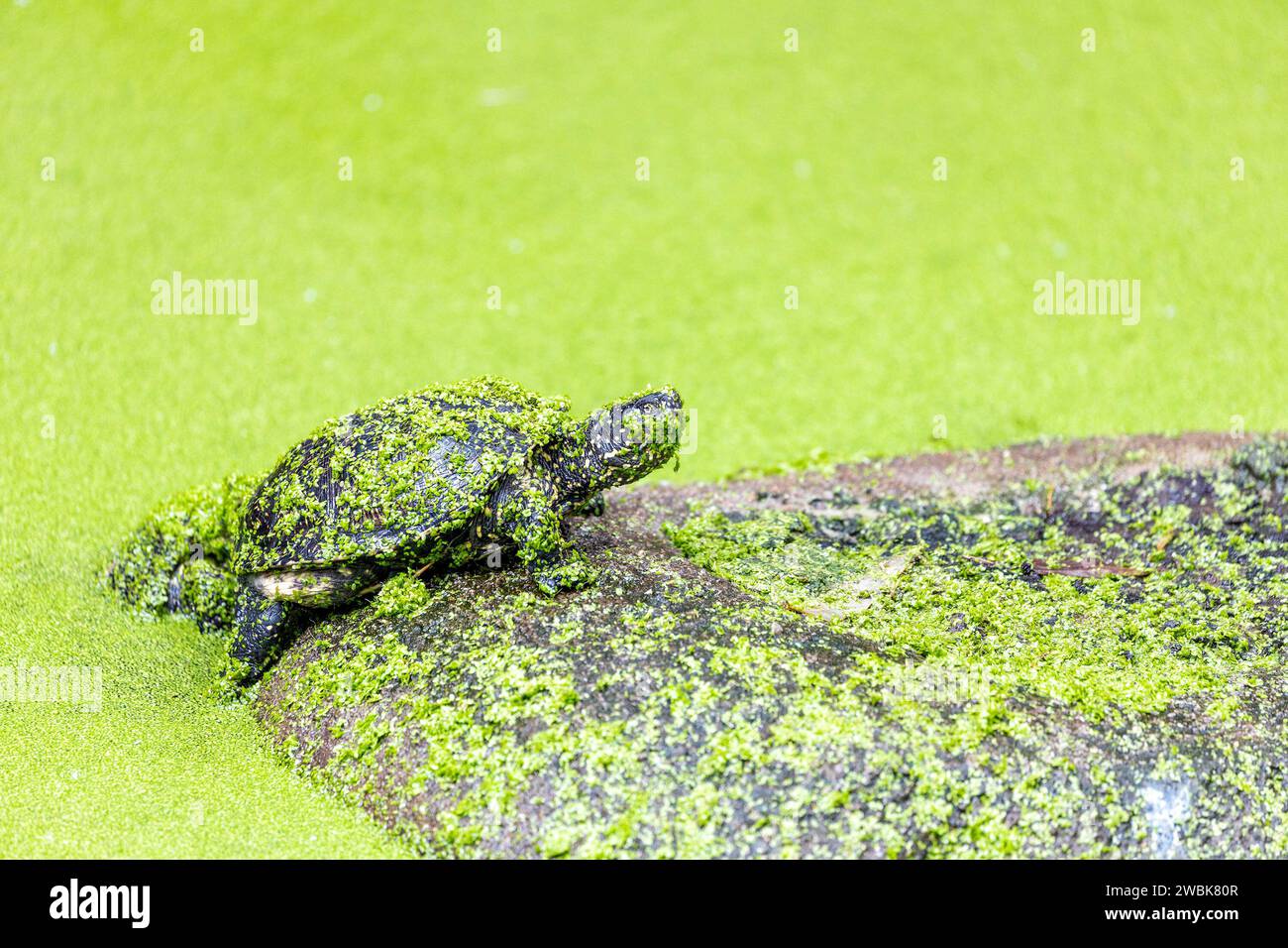 Riparian habitats hi-res stock photography and images - Alamy