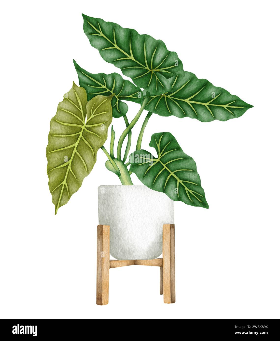 Watercolor philodendron potted house plant illustration. Hand drawn ...