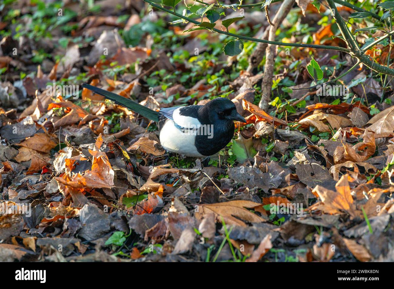 The Eurasian Magpie, with its striking black and white plumage, is a ...