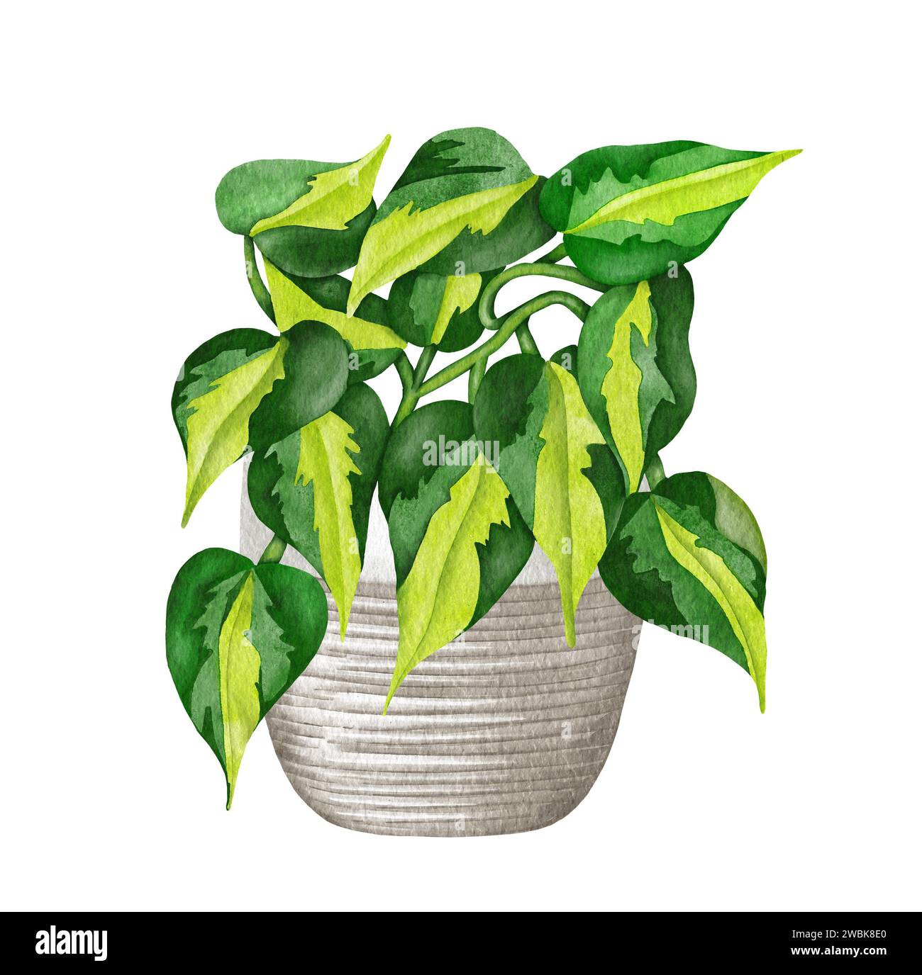 Watercolor philodendron potted house plant illustration. Hand drawn ...