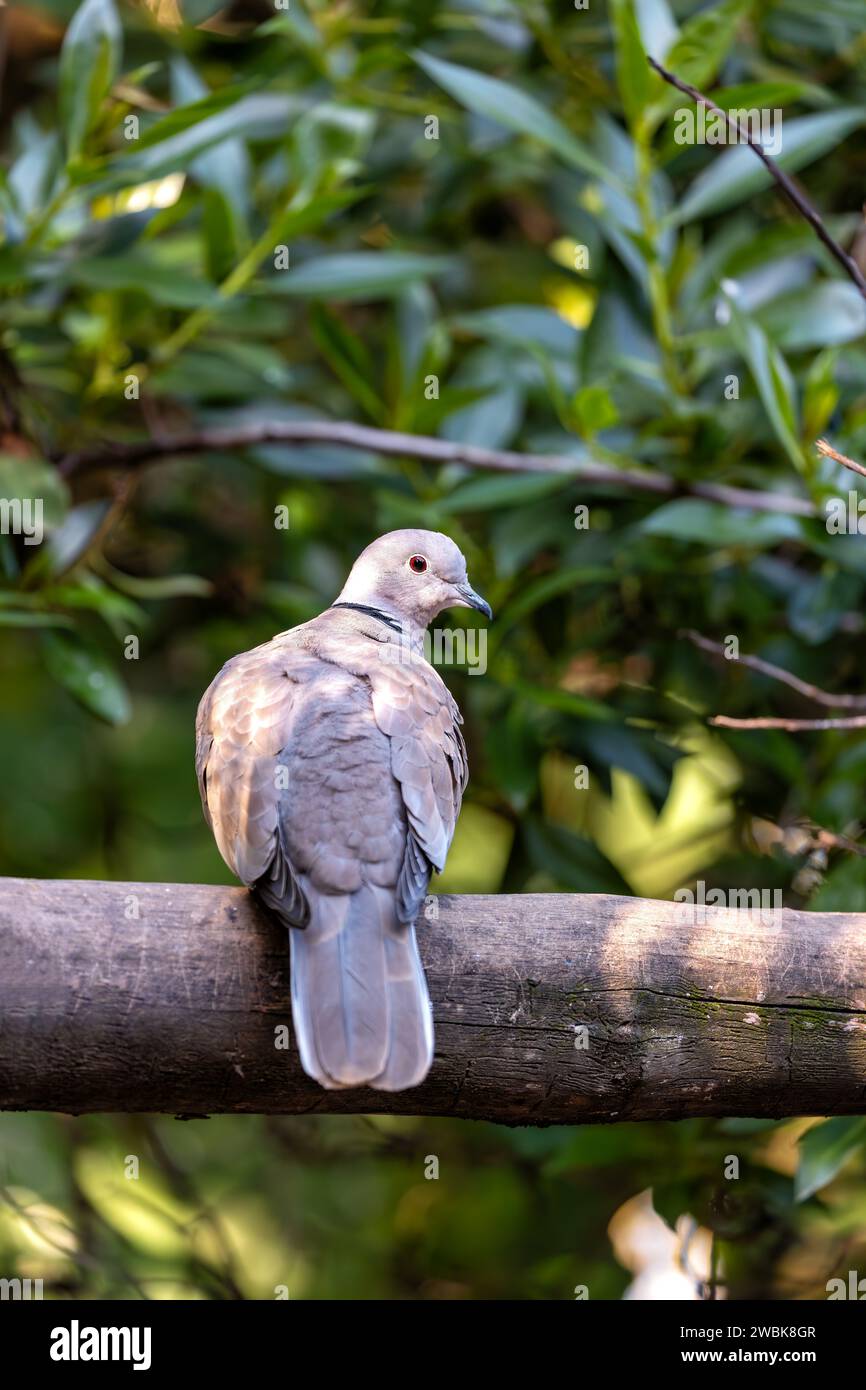The Eurasian Collared Dove, a symbol of peace, graces suburban ...