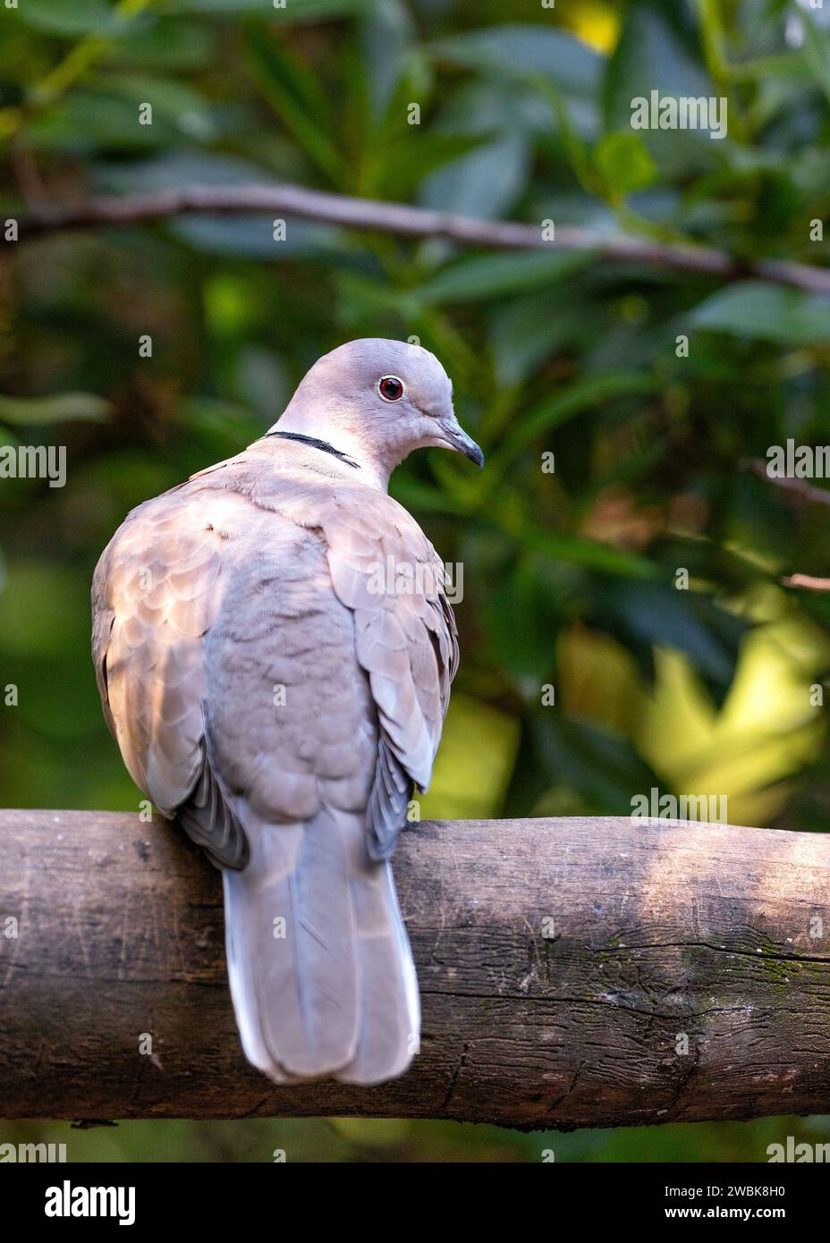 The Eurasian Collared Dove, a symbol of peace, graces suburban ...