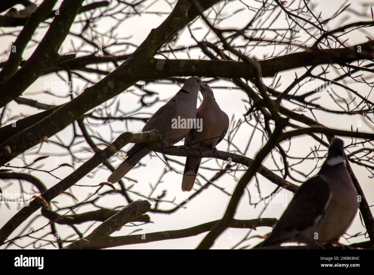 The Eurasian Collared Dove, a symbol of peace, graces suburban ...