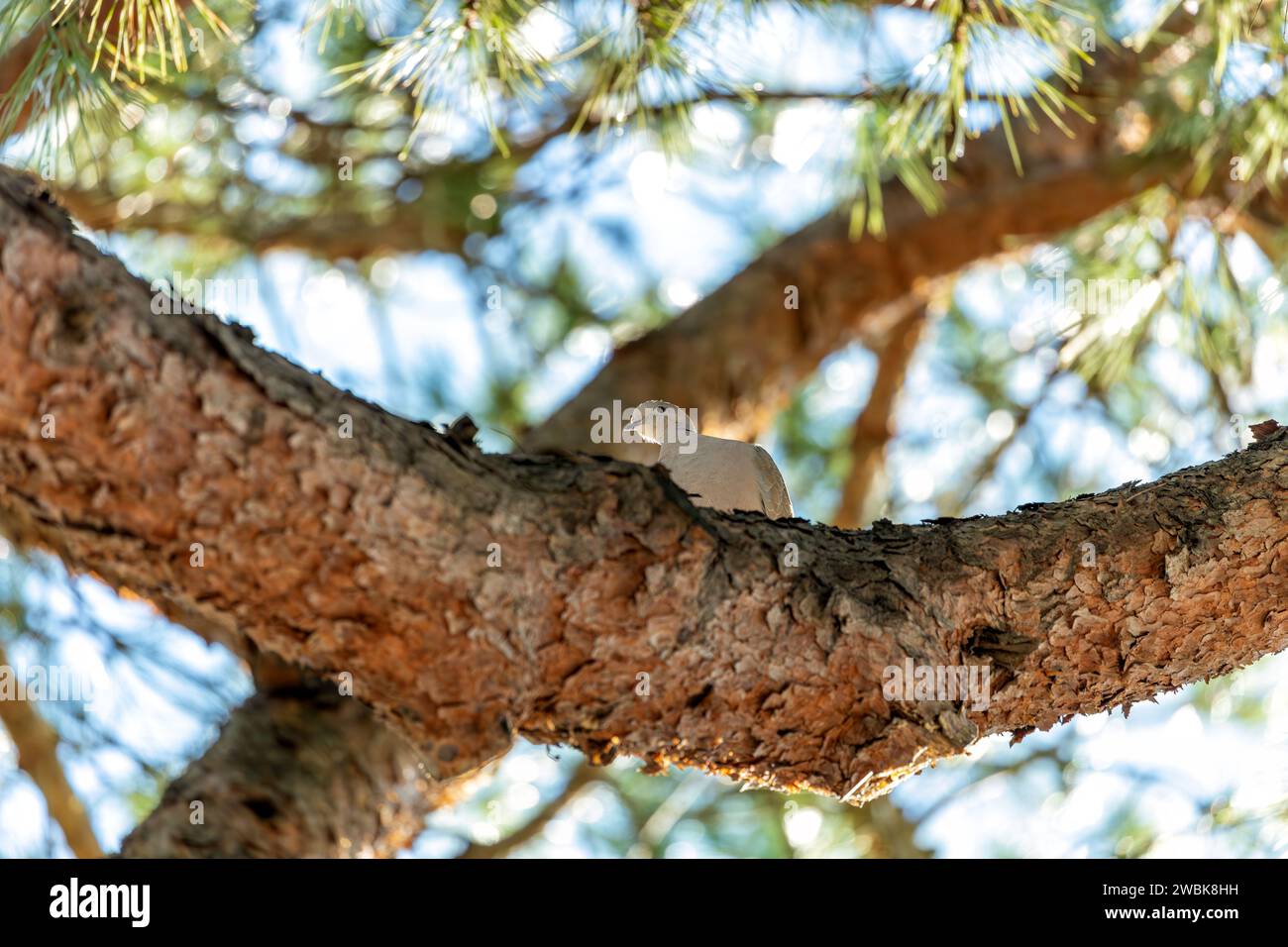 The Eurasian Collared Dove, a symbol of peace, graces suburban ...