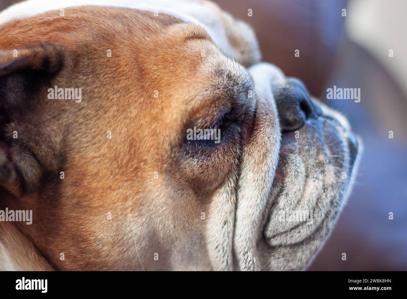 The Bulldog, a symbol of loyalty, boasts a distinctive wrinkled face ...