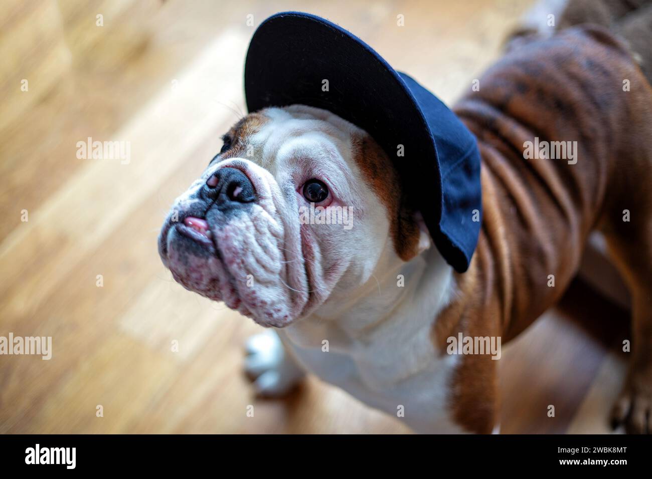 Bulldog traits hi-res stock photography and images - Alamy