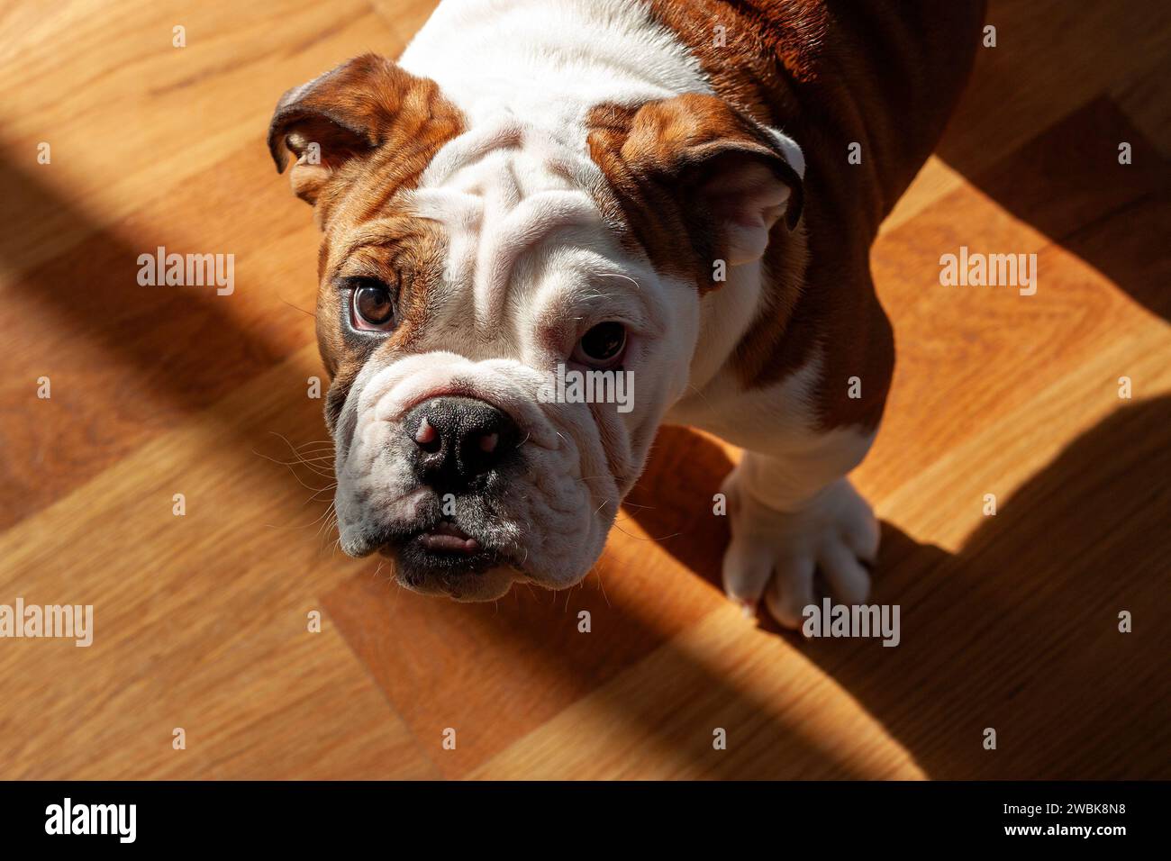 The Bulldog, a symbol of loyalty, boasts a distinctive wrinkled face ...