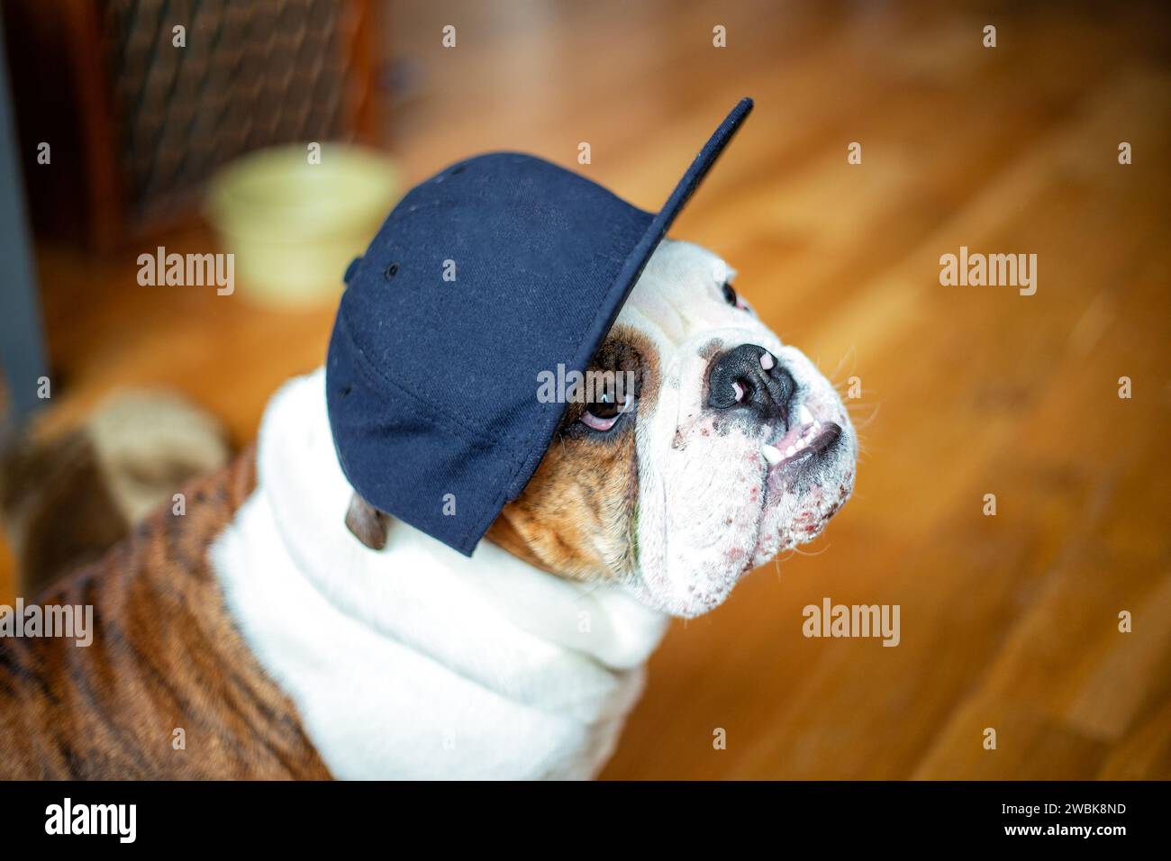 The Bulldog, a symbol of loyalty, boasts a distinctive wrinkled face ...