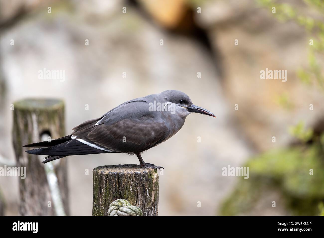 The female Inca Tern, distinguished by her subtle plumage, graces ...
